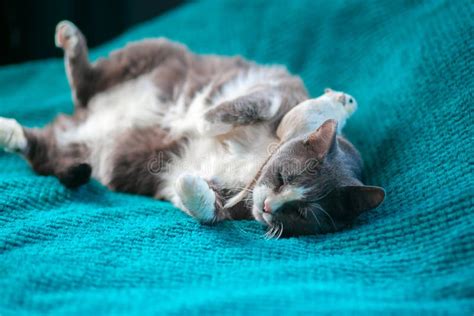 A Fat Lazy Cat Is Sprawled On The Bed And Sleeps Belly Up A Mouse Runs