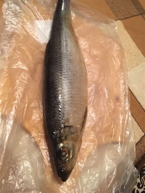 Покажу как чищу селёдку за 10 минут Ирина Анатольевна Дзен