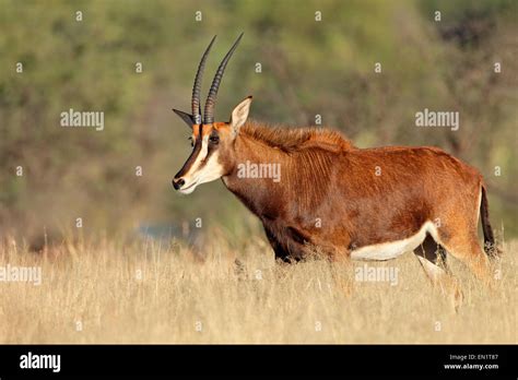 Female Sable Antelope Hippotragus Niger In Natural Habitat South