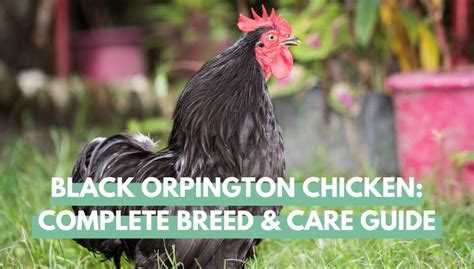 Black Orpington Chicken Complete Breed And Care Guide Eco Peanut