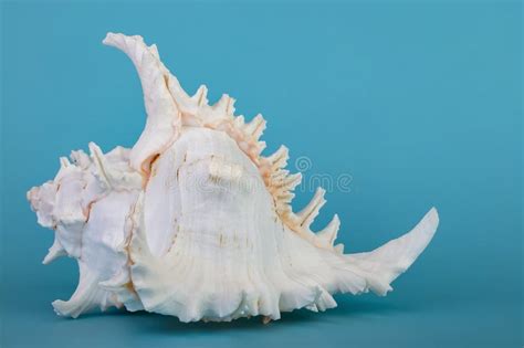 Big Cockleshell On A Blue Backgroundbeautiful Sea Shell Stock Image