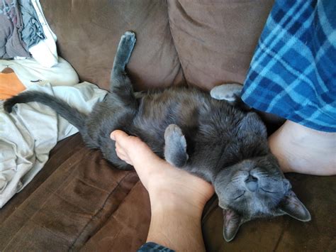Lazy Caturday Morning But Its Afternoon Now And I Really Have To
