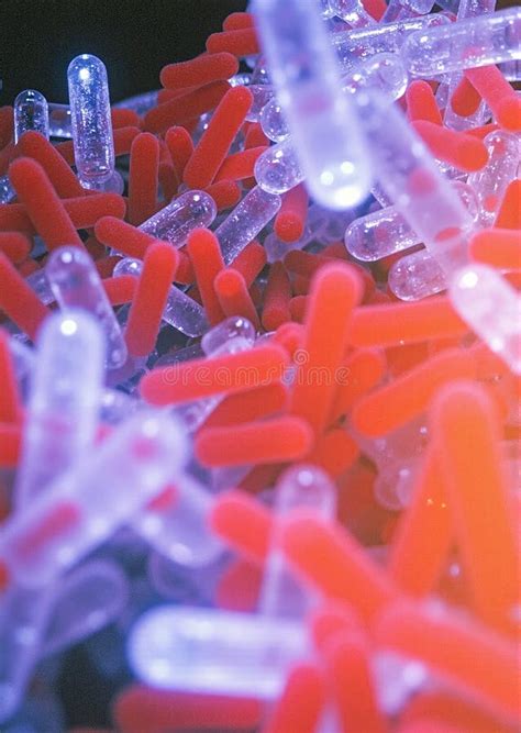 Close Up Of Rod Shaped Bacillus Bacteria Common In Nature And Bodies