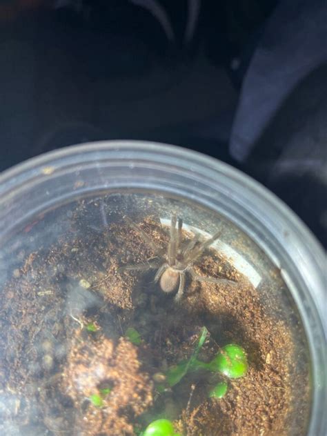 Australian Tarantula Phlogius Ghost Captive Bred Juveniles Bug Frenzy