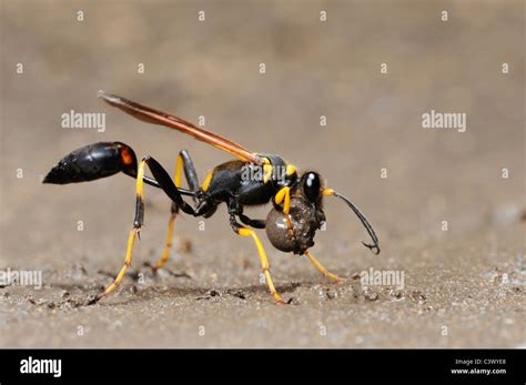 Black And Yellow Mud Dauber Mud Dauber Wikipedia Ruor