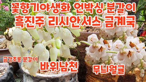 무늬월귤 바위남천 금강초롱 분갈이 꽃향기야생화 언박싱 폐츄니아 Youtube