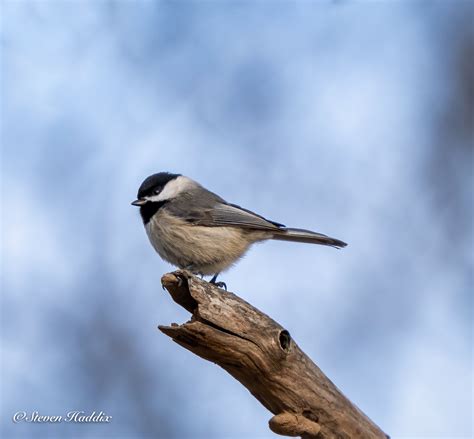 Carolina Chickadee Backcountry Gallery Photography Forums