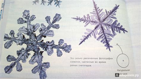 Книга: Снег. Зимнее чудо - Кассино, Нельсон. Купить книгу, читать ...