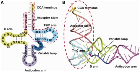 Full Length Trna And The Cca Acceptor TΨc Domain A The Base Sequence