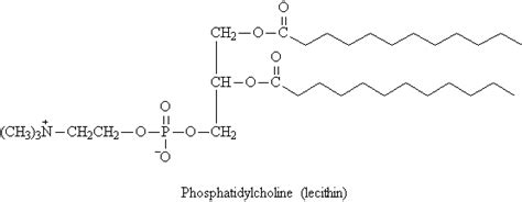 Exles Of Lipids And Their Functions