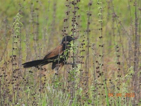 Mengenal Burung Bubut Ciri Ciri Dan Keunikannya Yasiwa