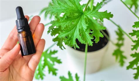 Top 12 Mosquito Repellent Plants For Your Home