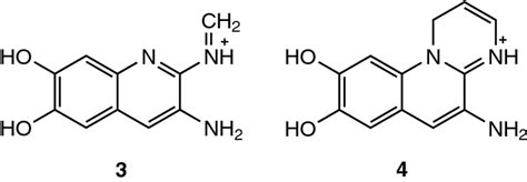Characteristic Fragments For Pyoverdine 3 And Isopyoverdine 4