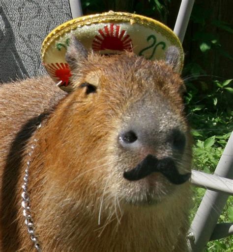This Is Capybara Privilege