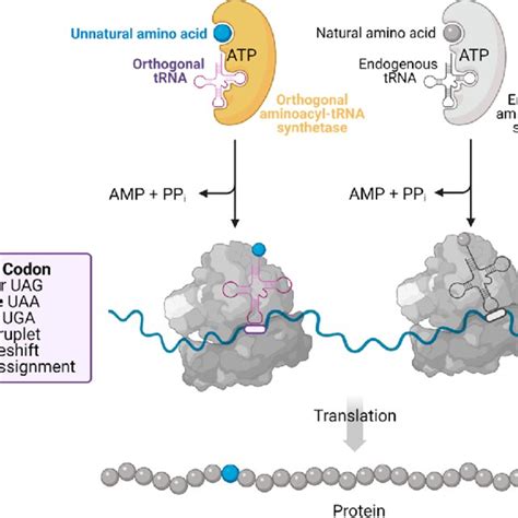 Bio Orthogonal Translation With Orthogonal And Tethered Ribosomes