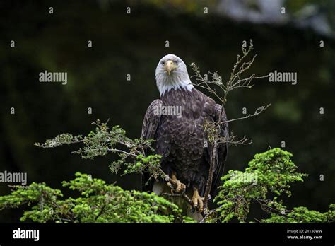 Bald Eagle Haliaeetus Leucocephalus Sitting On A Conifer Frontal