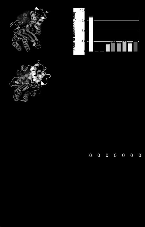 Directed Evolution Of Tem 1 Ω Loop Variants With Altered Substrate