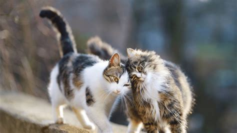Eft Tapping For Cats To Stop Getting Bullied Restore Harmony With
