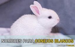 100 Nombres Para Conejitos Machos Y Hembras Originales Y Adorables