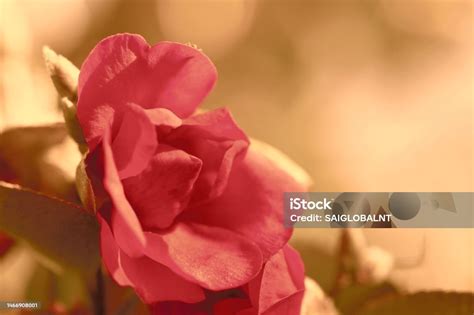 고전적인 색조와 질감을 가진 분홍색 장미의 수정 된 이미지 고풍스런에 대한 스톡 사진 및 기타 이미지 고풍스런 골동품 꽃 나무 Istock