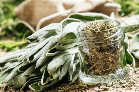 How To Preserve Sage For Winter Step By Step Guide 2026