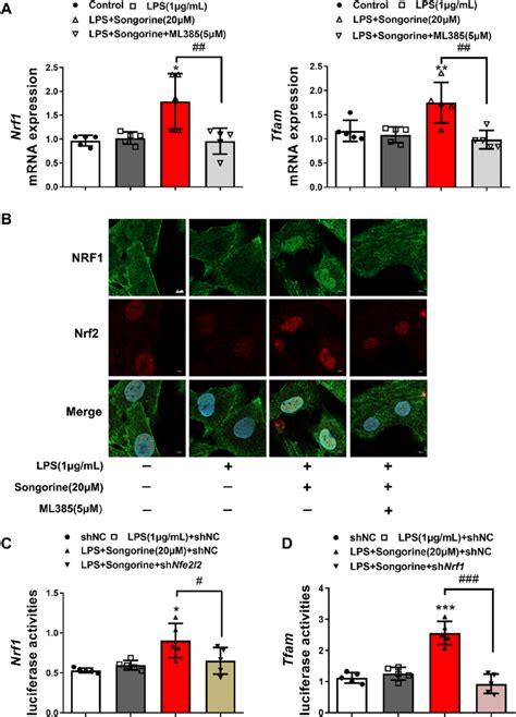 Songorine Regulated Nrf1 And Tfam Activity A Nrf1 And Tfam Gene
