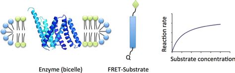 Strategies For Interrogating Intramembrane Proteolysis Reconstitution