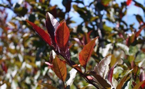 Prairie Fire Crabapple Featured Plant