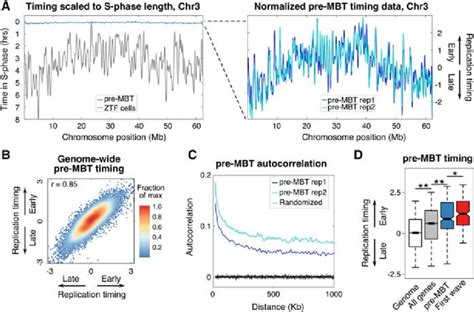 A Pre Mbt Replication Timing Program Anticipates Initial Zygotic