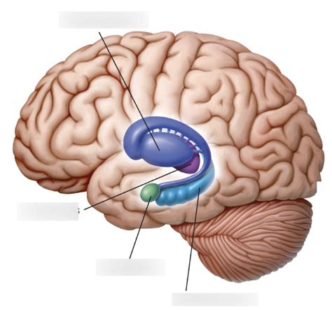 Ch 2 Neuroanatomy Brain Regions Associated With Memory I Diagram
