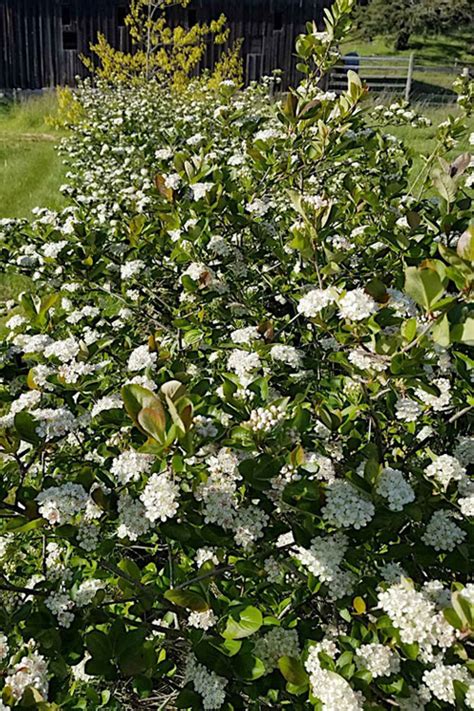 Buy Viking Black Chokeberry Aronia Free Shipping Wilson Bros
