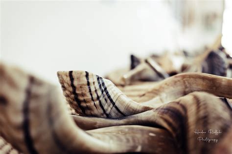 Different Types Of Shofar At Cecila Whitworth Blog