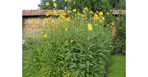 Как се отглежда земната ябълка Български Фермер