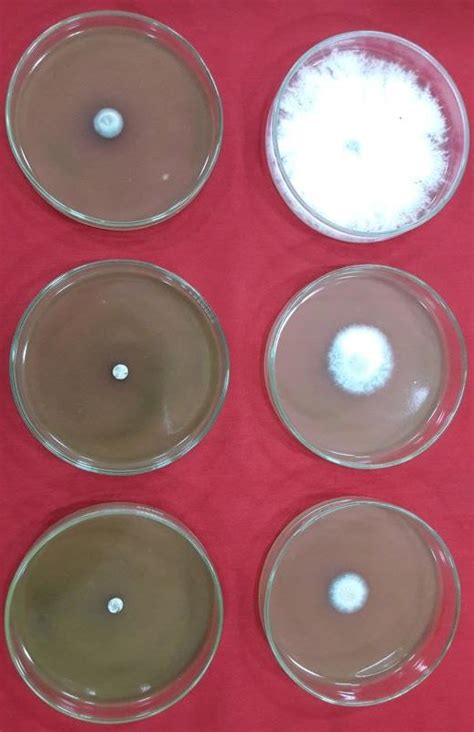 Photo Of Pseudocercospora Fijiensis Colonies On Pda Media Without And Download Scientific