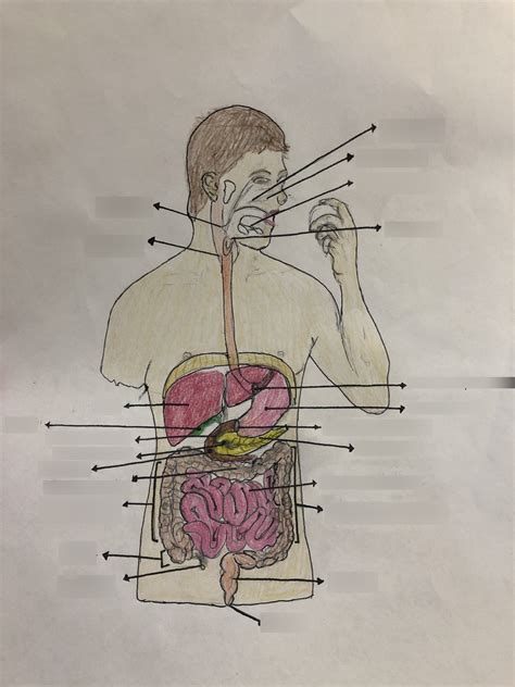 Diagram Of Digestive System Quiz 2 Quizlet