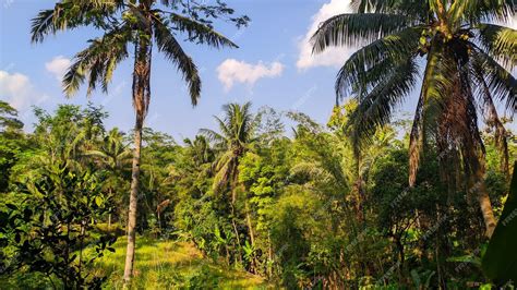 Premium Photo View Of Forest Trees With Coconuts