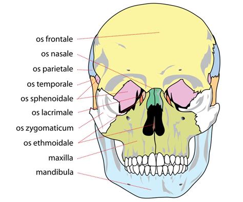 Anterior Skull Anatomy A Detailed Guide To Facial And Cranial Bones