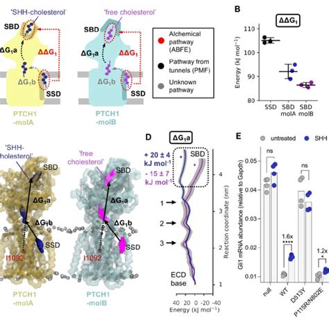 Cholesterol Transport Energetics The Direct Pathway A Schematic