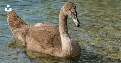 갈색 오리 통하고 있는 물줄기 사진 사진 Unsplash의 무료 배거시 이미지