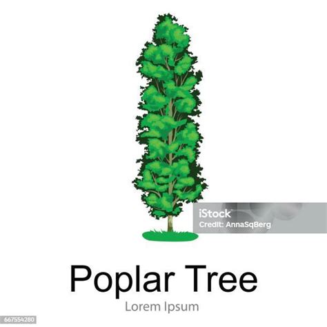 녹색 잔디 벡터 일러스트 레이 션에 흰색 배경 아이콘 분기와 야외 공원에 만화 격리 된 포 플 러 여름 나무 Leafs 0명에 대한 스톡 벡터 아트 및 기타 이미지 Istock