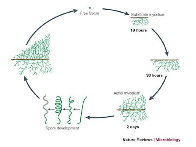 Streptomyces Theyre Twisted