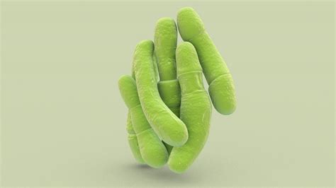 Corynebacterium 3d Model Turbosquid 2076023
