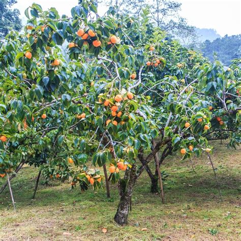 Fuyu Persimmon Tree Plants Express