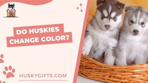 Do Huskies Change Color As They Age 5 Factors For Change