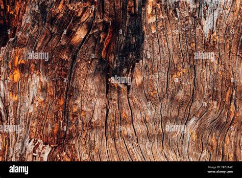 Texture Of An Old Tree Trunk With Small Cavity Holes As Background Stock Photo Alamy