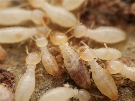 A Beginners Guide Of Termite Keeping Canada Ant Colony