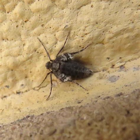 Winter Moths Identification Damage And Control Methods