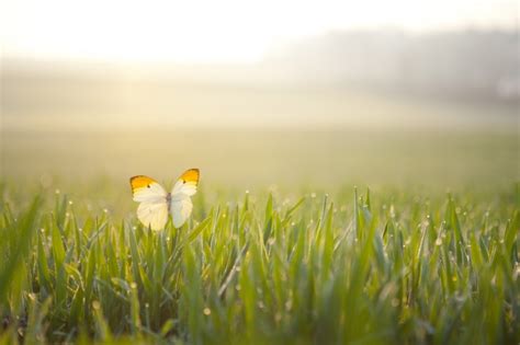 천연잔디와 인조잔디의 차이점에 대해서 한 번 알아보겠습니다 네이버 블로그