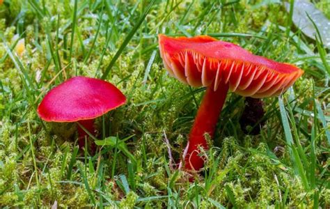 20 Types Of Red Mushrooms With Pictures Identification Guide