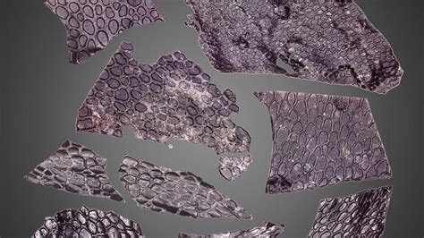 Rare Skin Fossil Is Oldest By 130 Million Years Lifeboat News The Blog